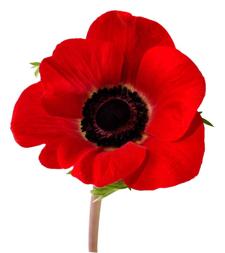 remembrance-day-poppy | Nepean Historical Society